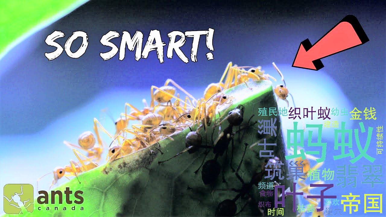 [搬] AntsCanada 这些织叶蚁理解可持续性