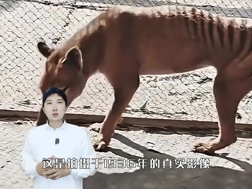 1936年世界上最后一只袋狼真实影像因人类活动而灭绝有用内容创作...