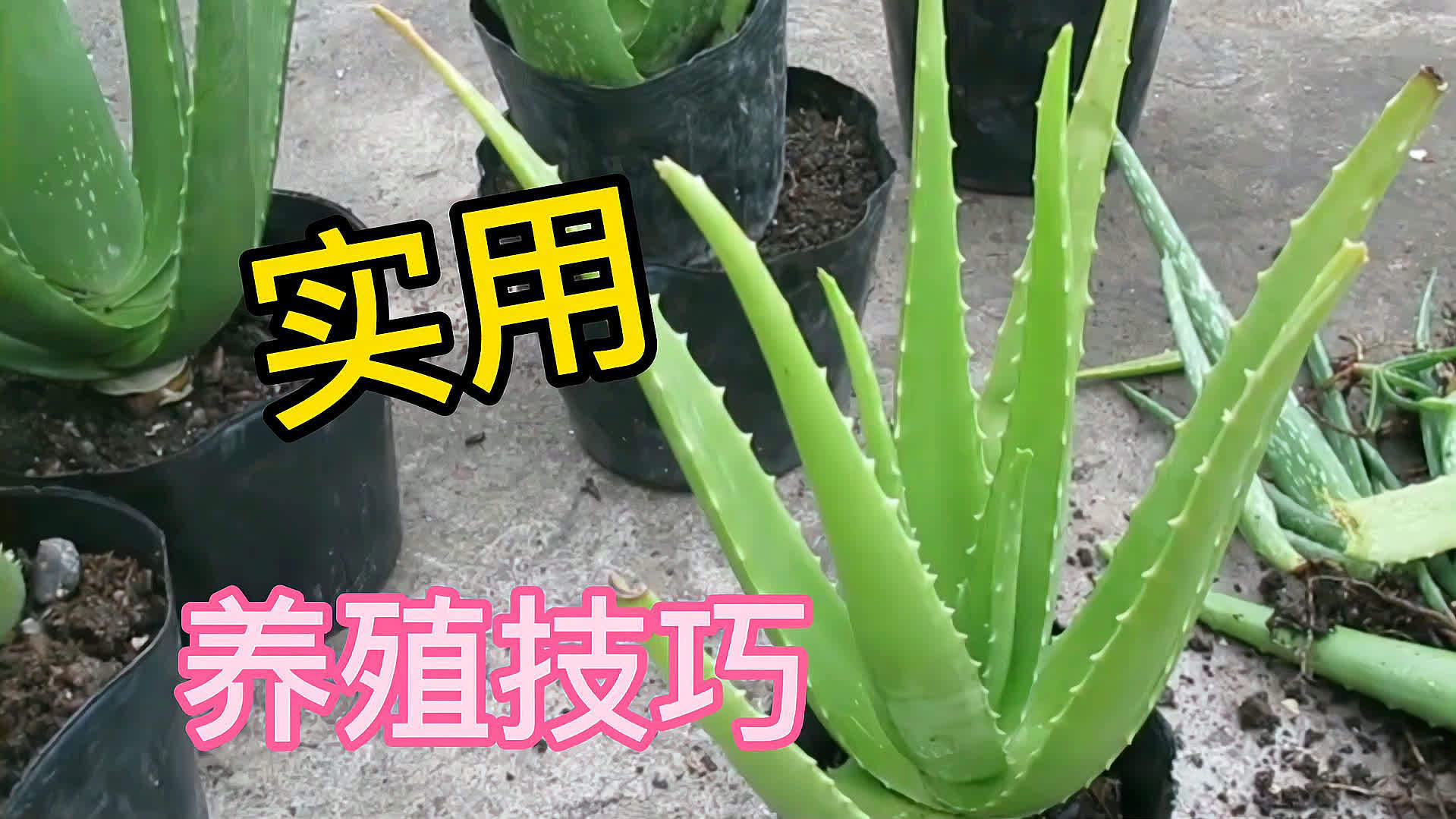 芦荟养护中的四个技巧,超实用方法简单