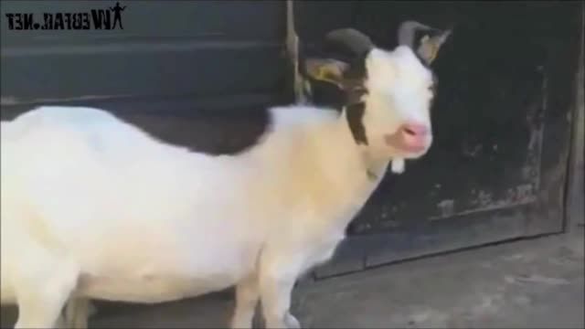 如此魔性的羊叫,真的是开口跪啊!这是要笑死我啊