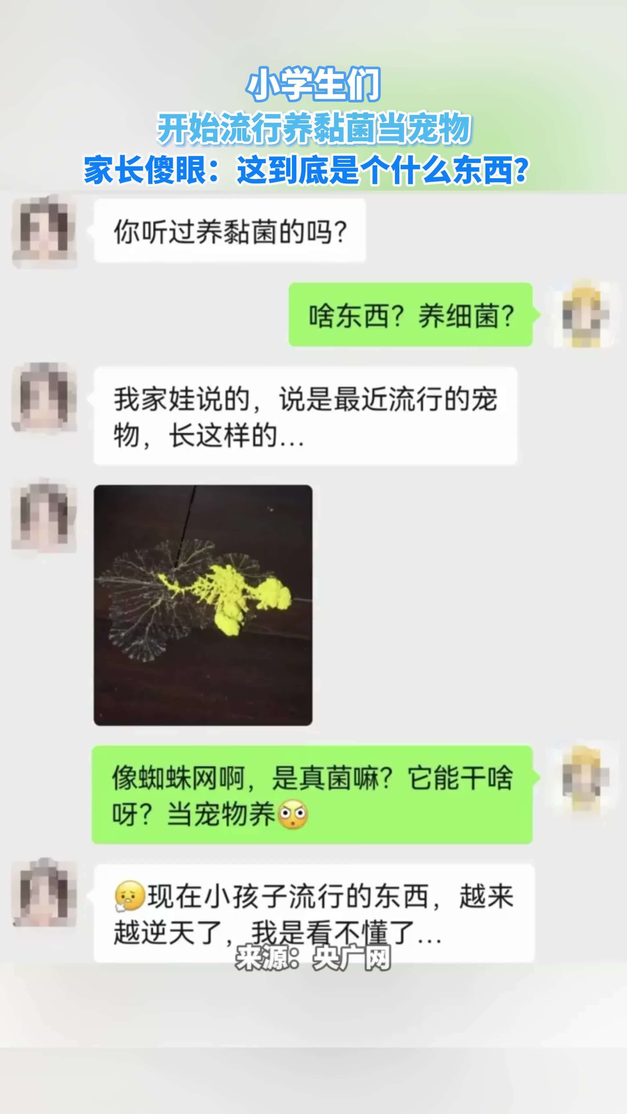 小学生开始流行养黏菌当宠物!家长傻眼:这到底是个什么东西?