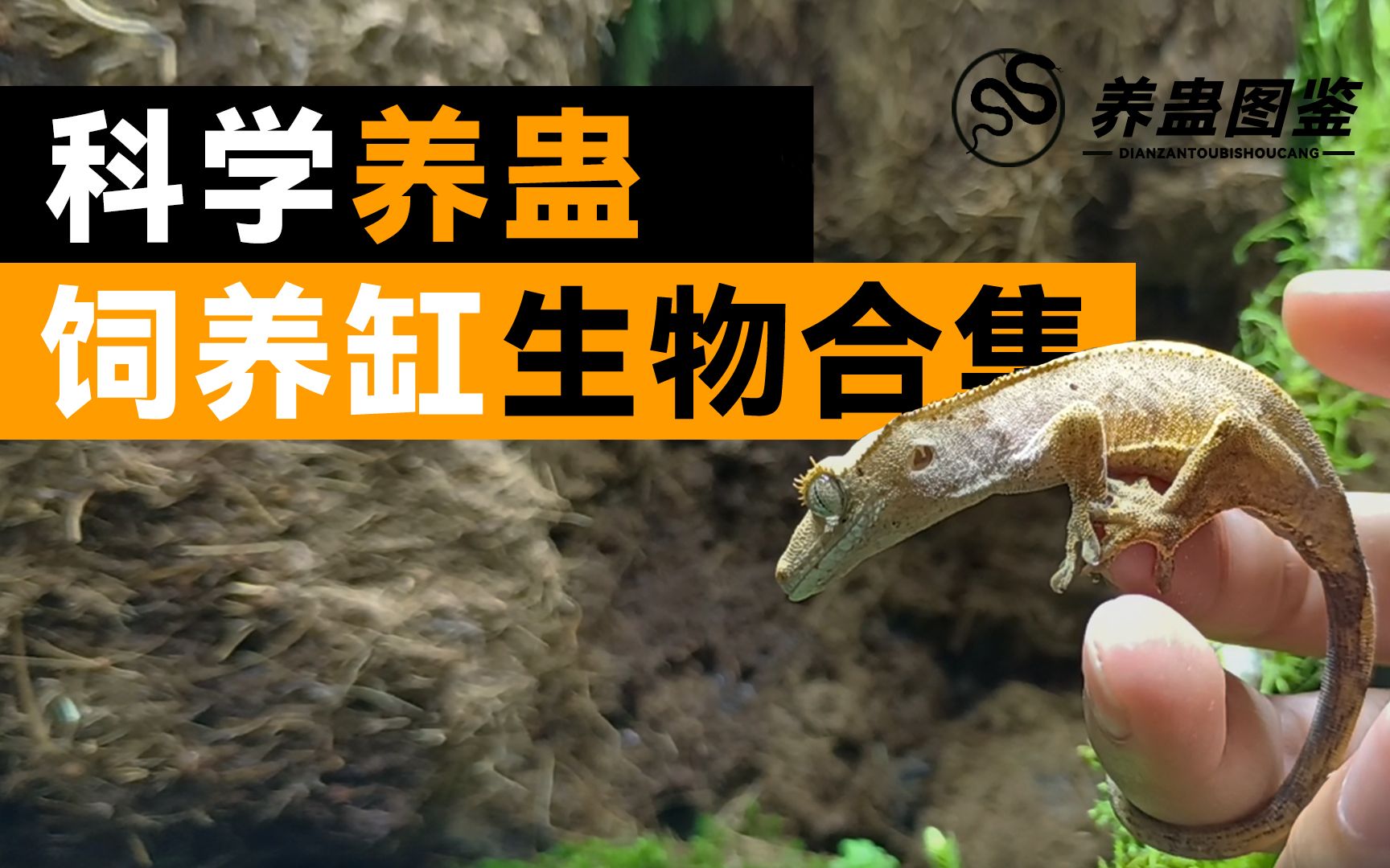 【科学“养蛊”】为什么蛇可以和青蛙共处一室?玻璃缸里的生物大图鉴