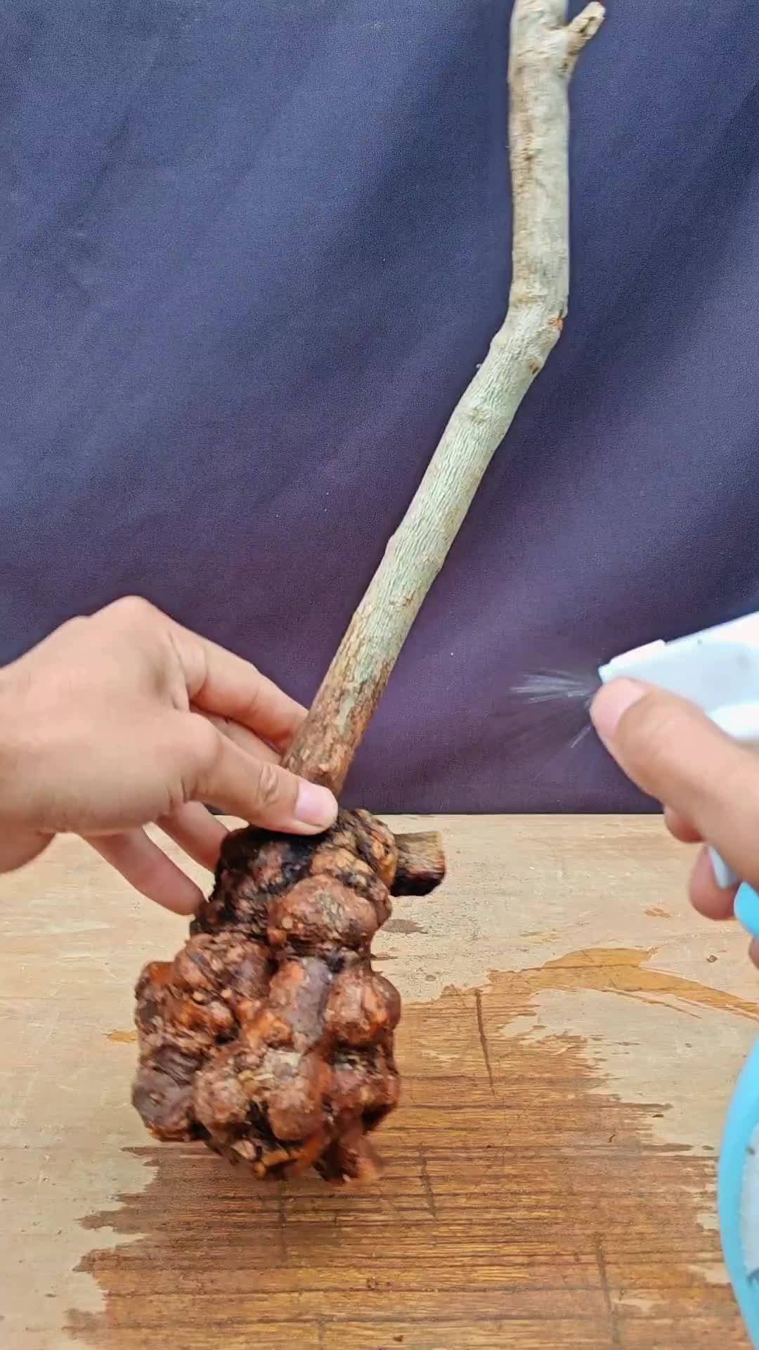 盆景素材生桩种植保湿缠绕膜#盆景 #盆景素材 #生桩种植 #缠绕膜 #在...