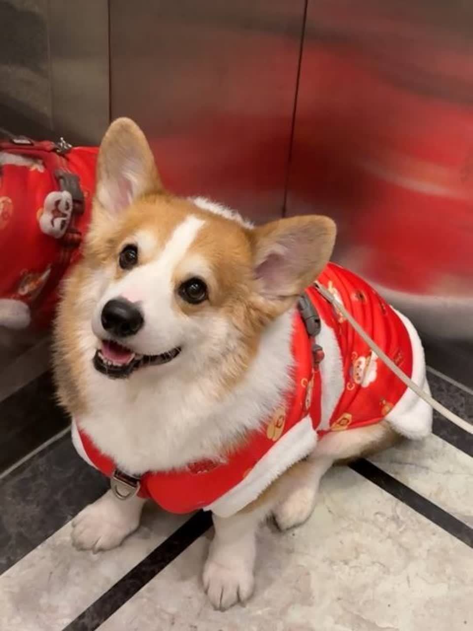 谁家小狗还没整"过年三件套"呀