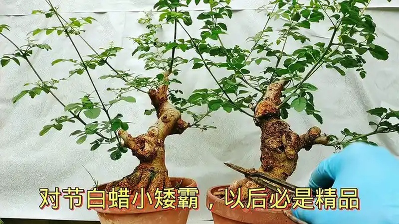 两棵对节白蜡小矮霸,出枝完美,三年后必成精品!