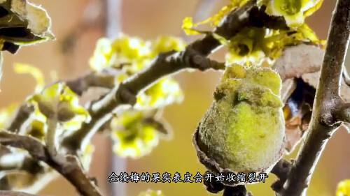 植物传播种子各不相同