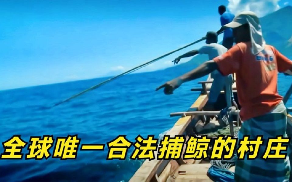 ...唯一合法捕鲸的部落,每年大约捕杀30头鲸鱼,竟是民族的百年传统。