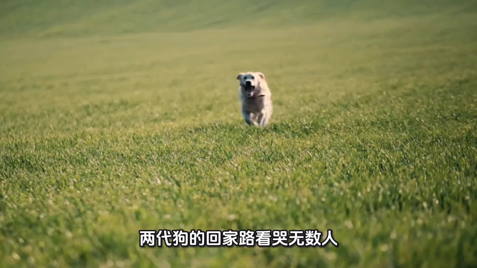 ...大黄狗的故事,看后让人泪目。内容来源微信公众号《爱淄川》的文章