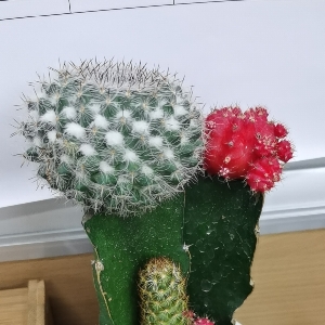 小桥最最棒 