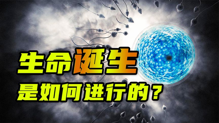 从小蝌蚪到小宝宝,科普生命诞生的全过程