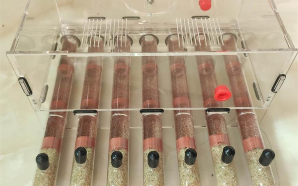 蚂蚁七试管巢开箱(全网最便宜)