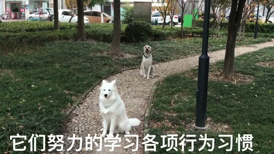 ...和养小孩一样,要教得好,行为习惯训练是狗狗在城市里的生存安全教育.