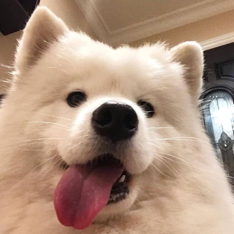 为什么不爱窝 
