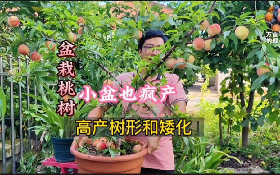 盆栽桃树也疯狂,小小的盆结满果子,教大家打造矮化和高产的树形