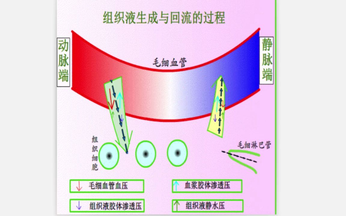 生理学动画-组织液生成与回流