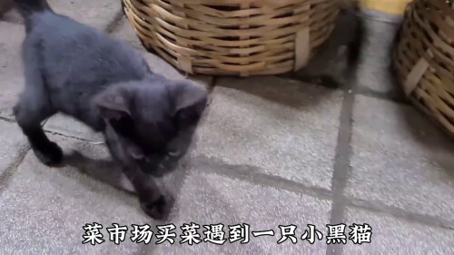流浪猫抱住我的腿要食物,犹豫要不要将它带回家