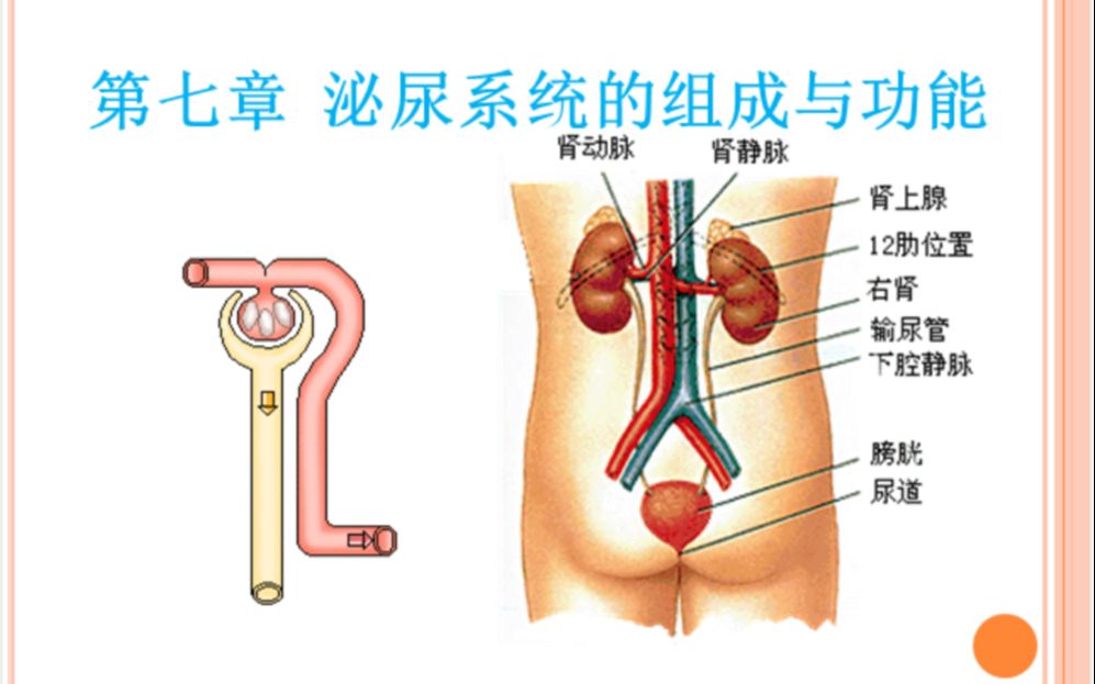人体解剖生理学 第七章 泌尿系统的组成与功能