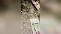 斗狗视频大全 斗狗比赛视频