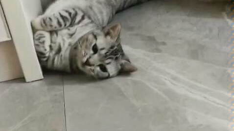 [美短]咕咕咕之快看我我萌吗?