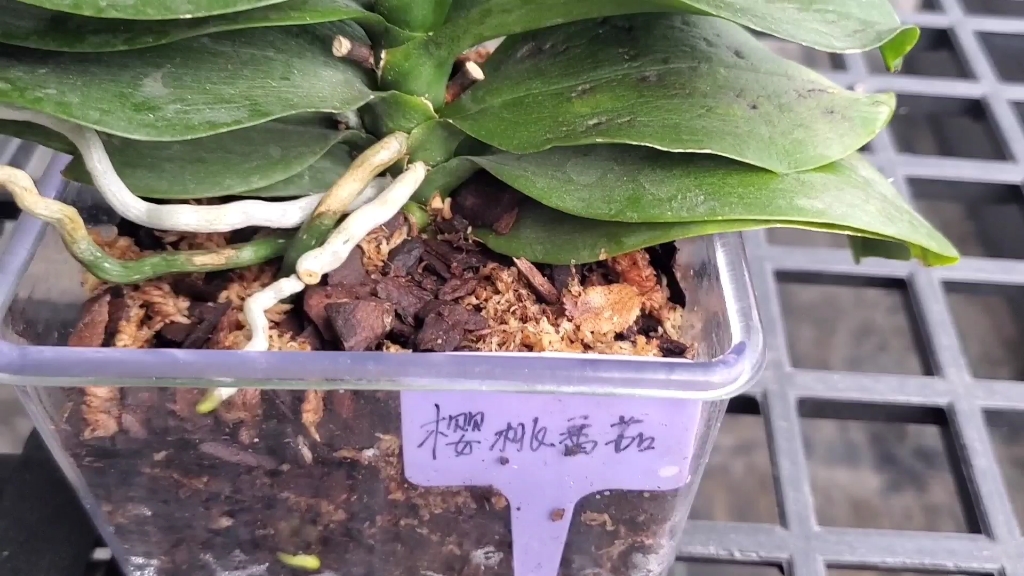 如何分辨树皮是否腐熟?腐熟好的树皮有什么优点?