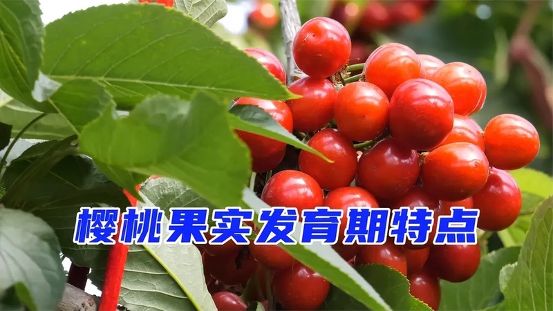 大棚樱桃管理技术--果实发育期特点