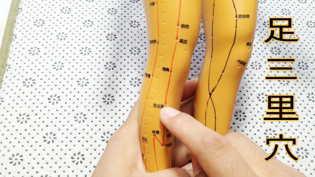 经常按摩《足三里穴》气血足 睡眠足 脸色红润