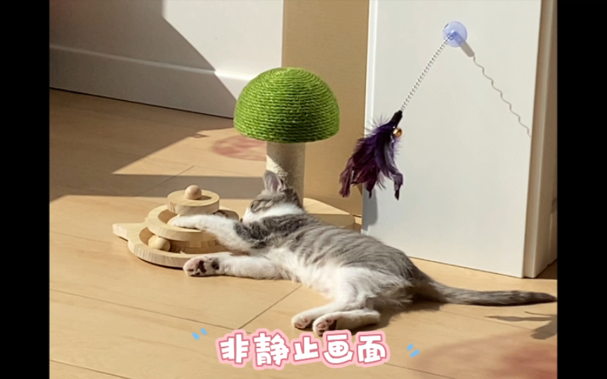 阳光小猫,在线摆烂【木木家的小飞碟】