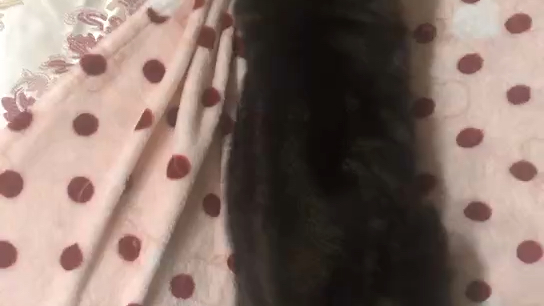 犬猫癫痫的症状