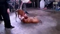 狼打架藏獒咬死比特犬斗狗