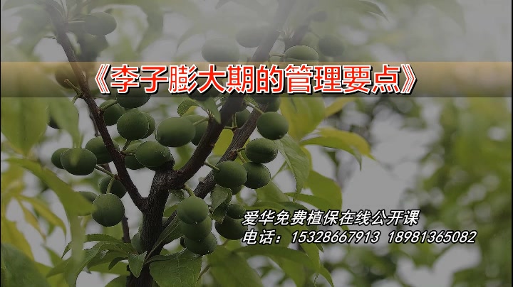 李子膨大期如何管理才能更高产——淘宝店铺:康庄之恋