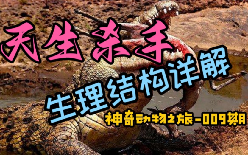 天生杀手鳄鱼生理结构全介绍【神物之旅-第9期】