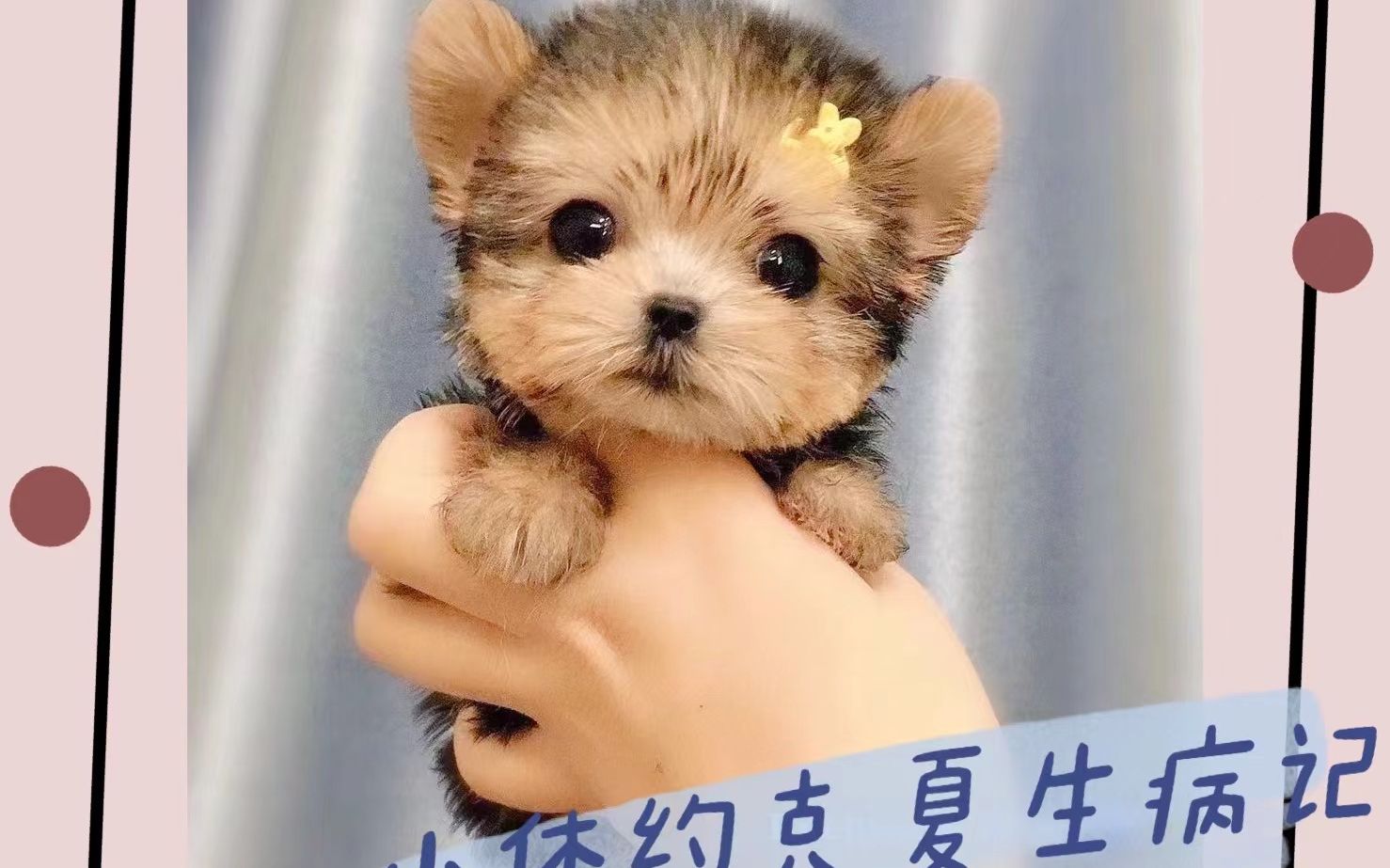 小体约克夏生病记-肺炎-上呼吸道感染-支气管炎 太惨啦