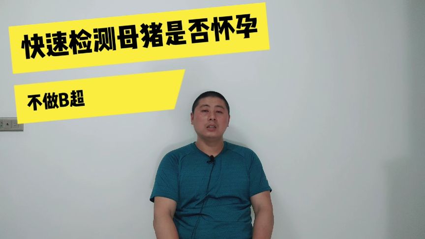 母猪不做B超,一样东西就可以快速检测是否怀孕,准确率高