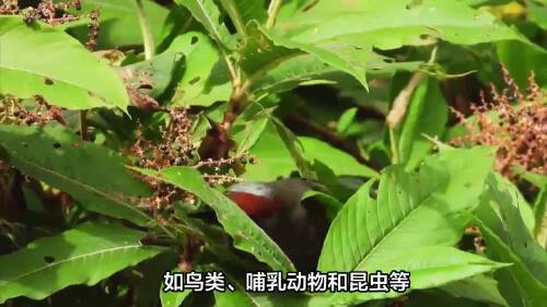 樱桃的种子是怎么传播的