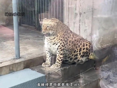 "动物园票价狂涨百分之0,进去一看里面全是猪"