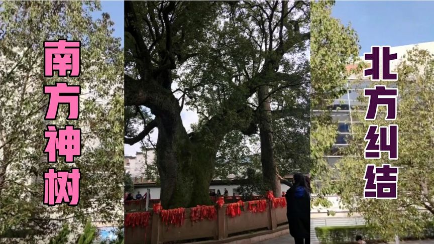 香樟,南方被奉为神树,北方却很纠结,差异何在,到底该如何选择