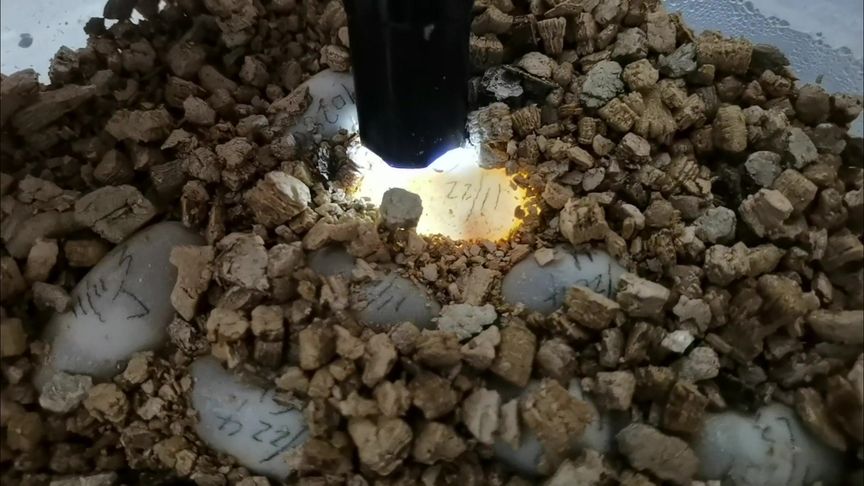 产蛋季光发水蛋了,那收到的完整受精蛋孵化的怎么样了