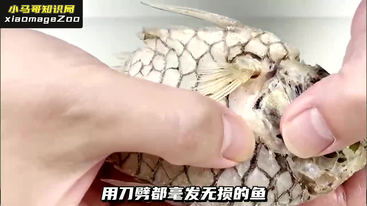 剪不开,煮不烂,盔甲还能反子弹?盘点3种绝对防御的动物!