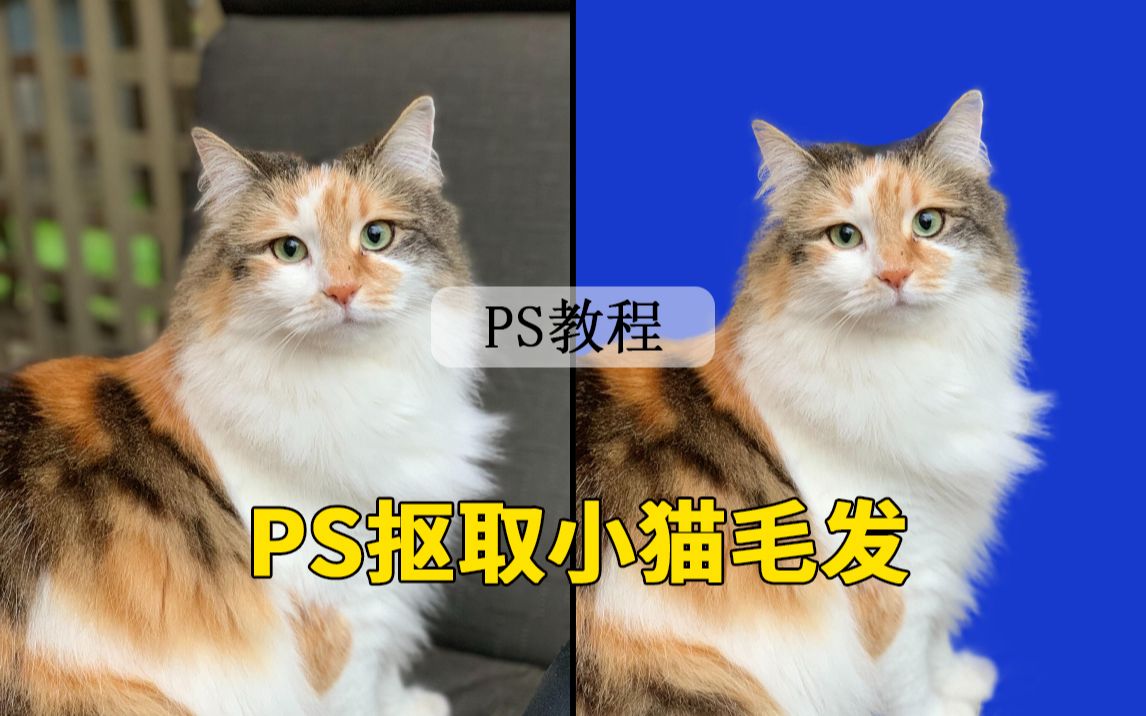 【PS教程】小猫的毛发怎么抠才容易呢?来试试这个方法~