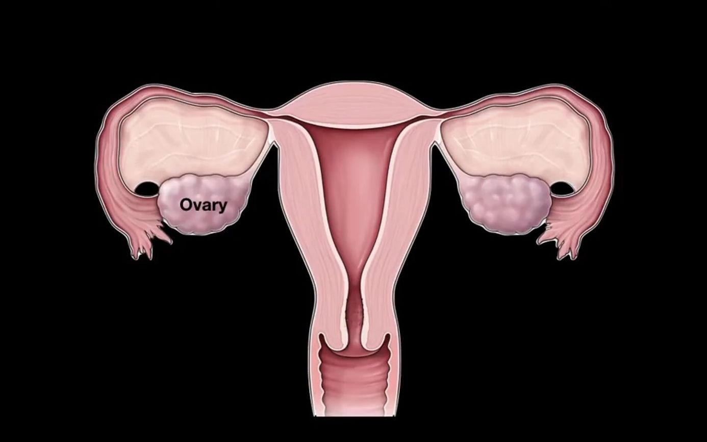 【生殖系统解剖学】女性生殖系统(一)|子宫 卵巢 输卵管 |子宫位置 ...