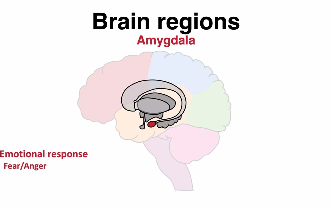 生物医学教程 | 大脑解剖区域图谱 | 脑区功能(解剖) Functions of Brain ...