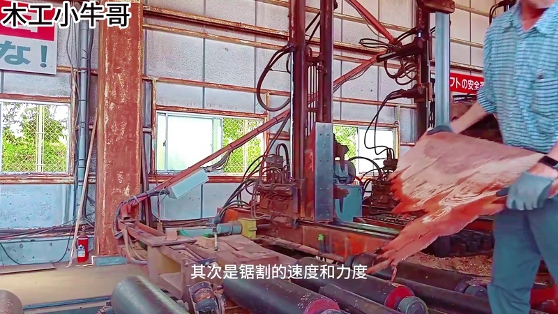 锯割一根年代久远的大型天然杉木