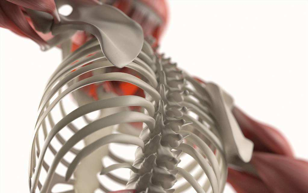 人体结构剖析基础讲解之胸腔脊柱的画法|人体结构教程|手的画法|脚的...