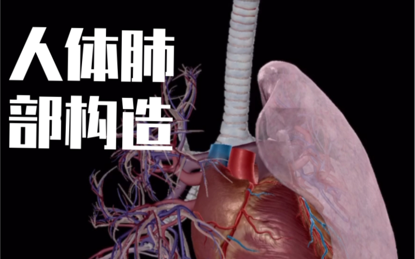 人体肺部循环,放大