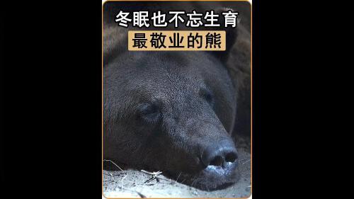 冬眠的时候都不忘计划生育,真是一只敬业熊啊