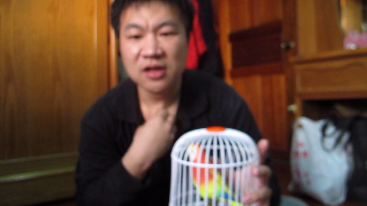 教你如何训练宠物鹦鹉鸟宝宝,正确拉粑粑~定点排便