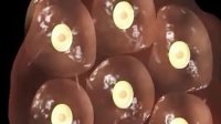 初中生物3D视频动物细胞的立体模型(初中)