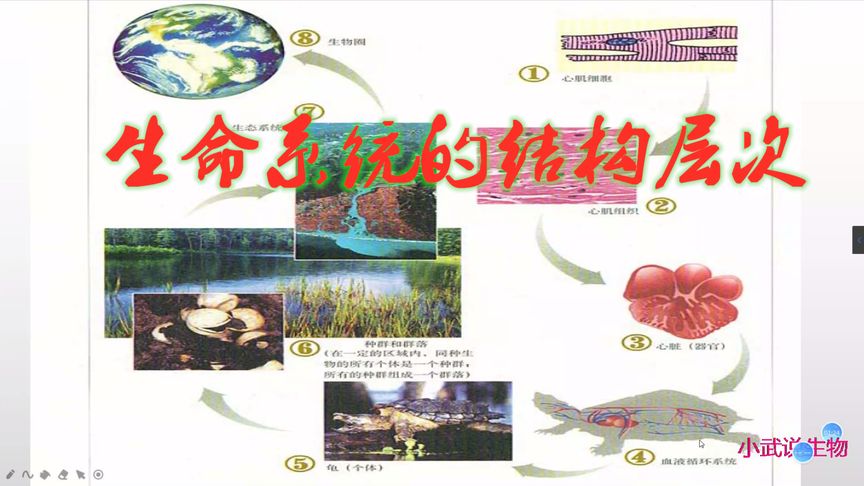 从课本抓起:必修一,从生物圈到细胞,生命系统的结构层次
