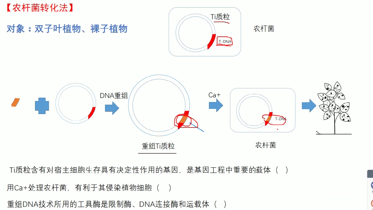 高中生物基因工程之农杆菌转化法