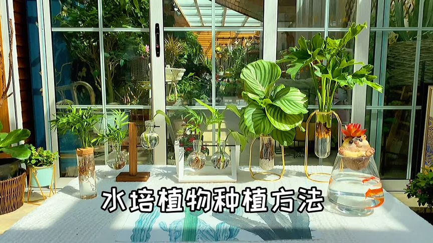 水培植物种植方法来啦~怕养不活植物的宝宝试试,遇水就能活